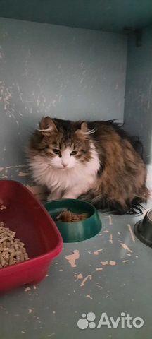 Шикарный котик Себастьян ждет своб семью