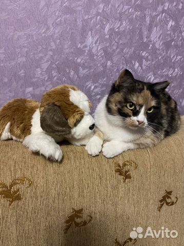 Отдам кошку