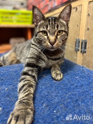 Котик Потап 1,5 года