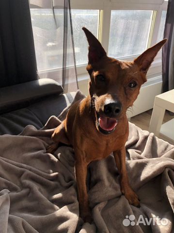 Вязка цвергпинчер