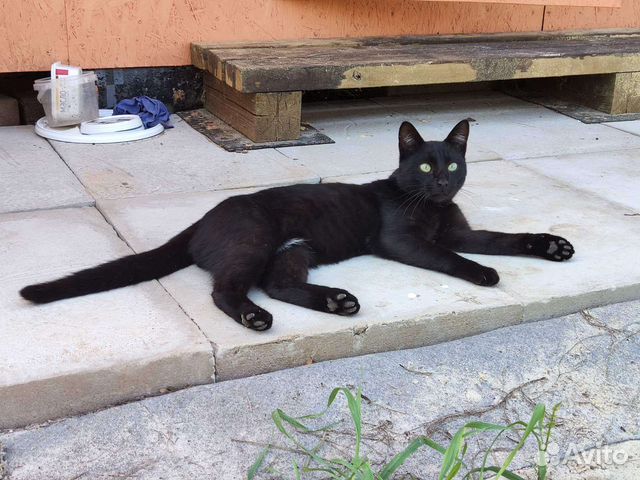 Котенок в дар бесплатно