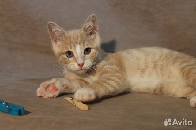 Абрикосовый котенок