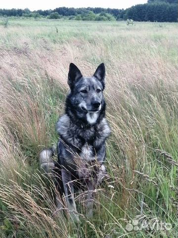 Верный друг ищет хозяев