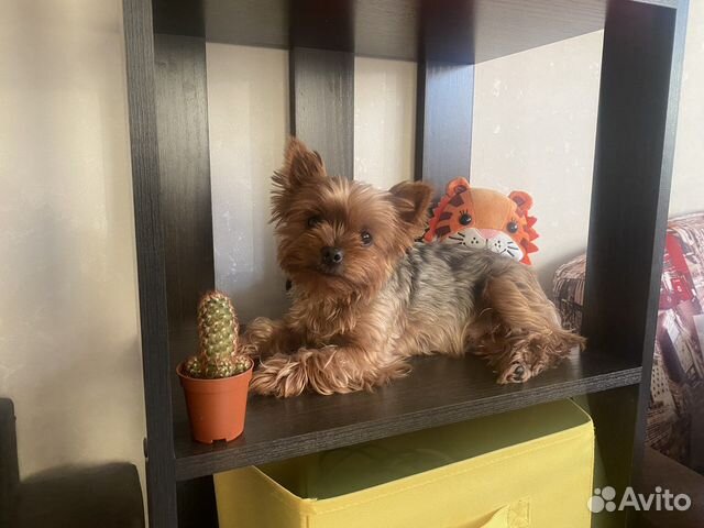 Йоркширский терьер мини беби фейс щенки