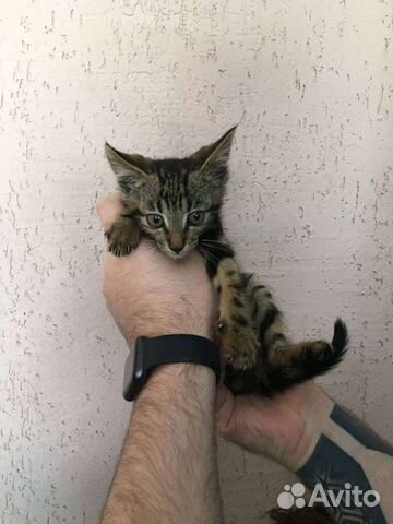 Котенок