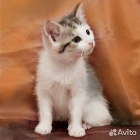 Котенок Маруся 3,5