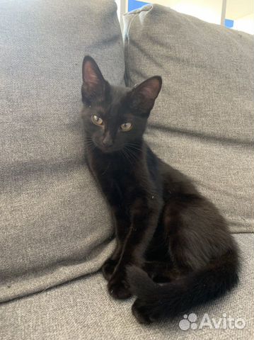 Кошка