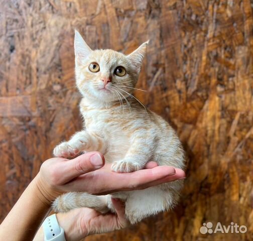 Рыжий котенок в поисках дома
