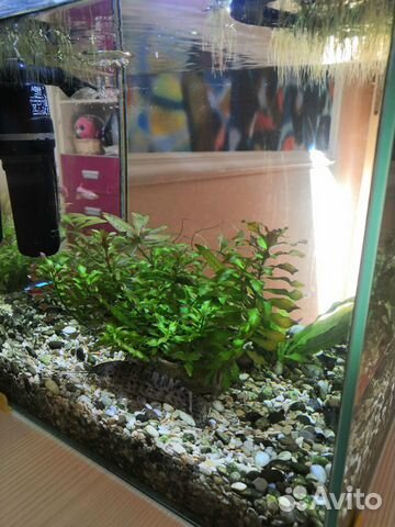 Аквариум