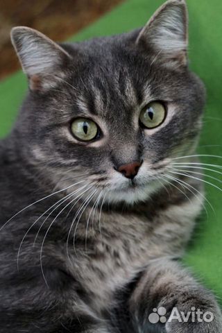 Кот Лемур 2 года
