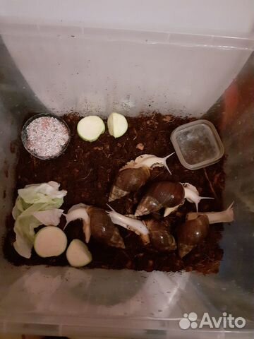 Улитки ахатины