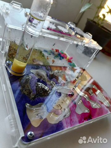 Муравьиная ферма с муравьями