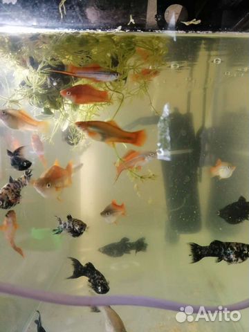 Аквариумные рыбки малинезия меченосец