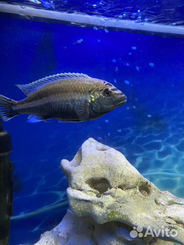 Меланохромис золотой (самец)