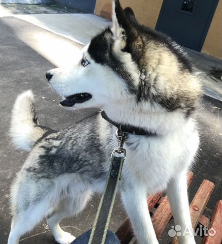 Сибирский хаски