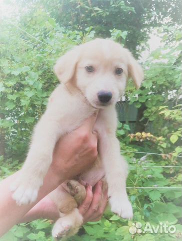 Симба в дар