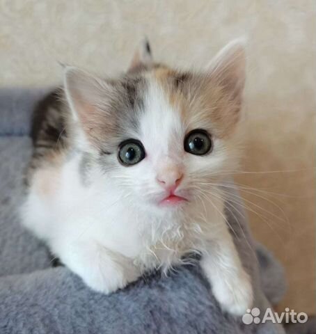 Котенок Муся