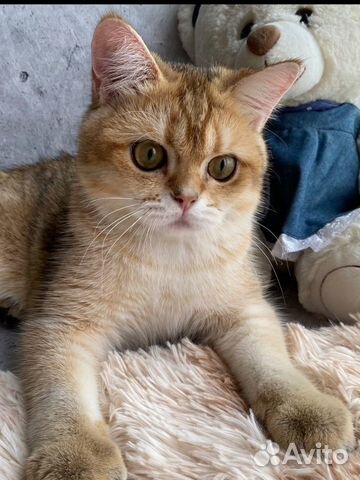 Британский кот