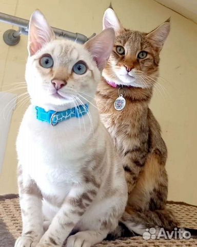 Котята бенгалы и чаузи