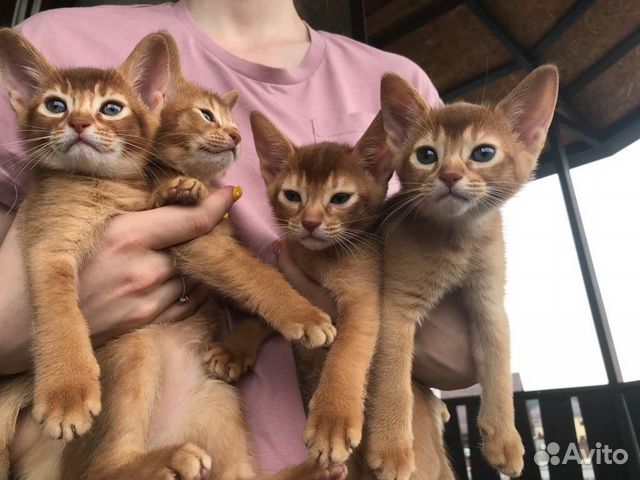 Абиссинские котята