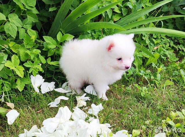 Малый немецкий шпиц