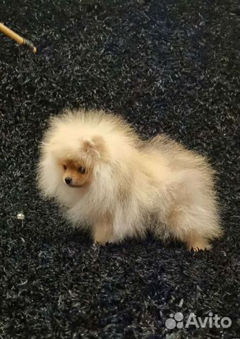 Супер мини, 100 померанский шпиц