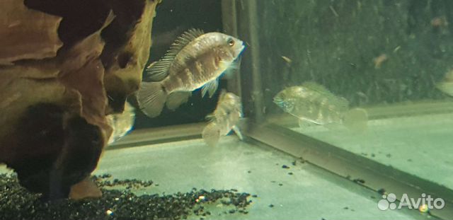 Акара бирюзовая