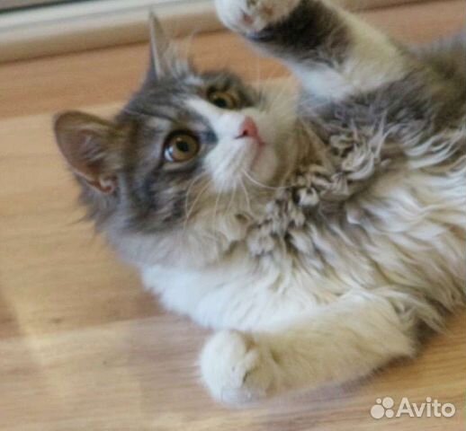 Ласковый котенок по имени Кэш.,5 месяцев