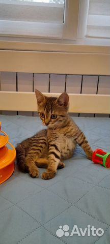 Котенок в добрые руки