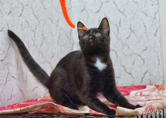 Шелковистый красавчик ищет дом