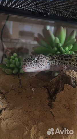 Эублефар самка