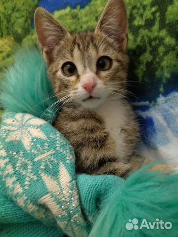 Платоша ищет дом