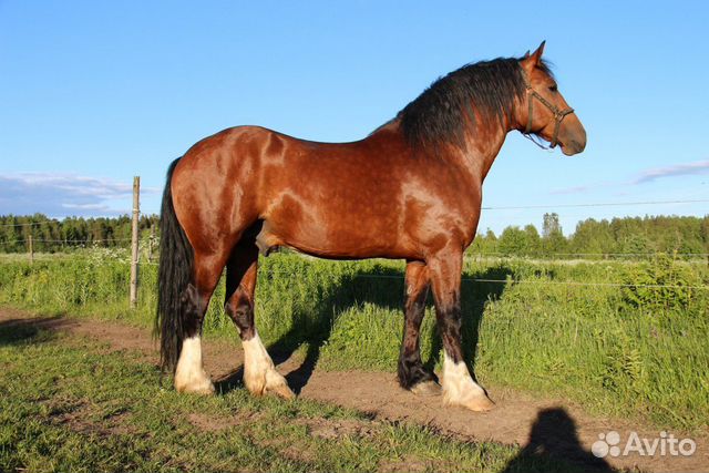 Продажа лошадей в Крыму и Краснодарском Крае