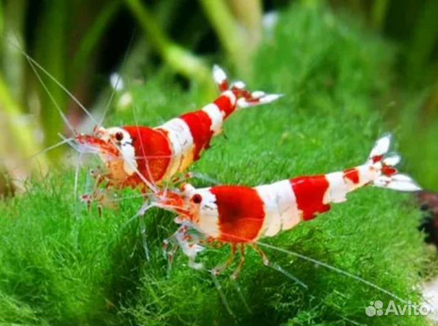 Креветки кристалл красные