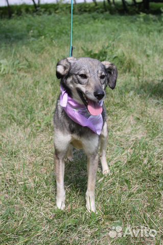 Собака в добрые руки отдам бесплатно