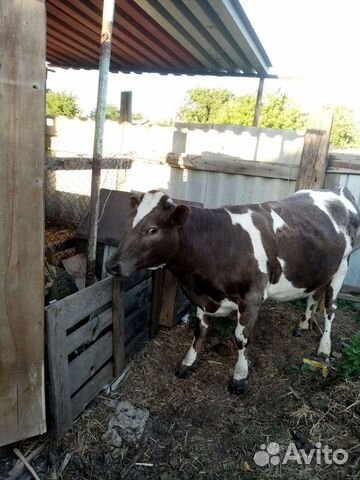 Продаётся тёлка