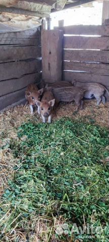 Поросята кармалы