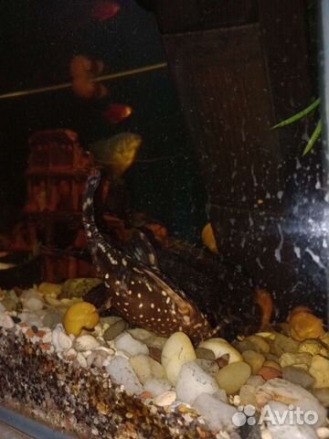 Аквариумные рыбки