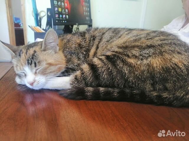 Коты бесплатно