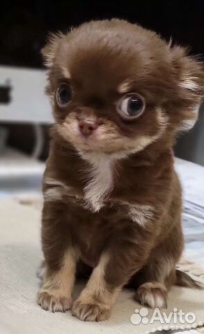 Крошик на ладошку.Мальчик