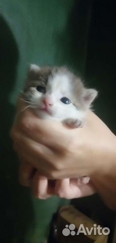 Котята в добрые руки бесплатно