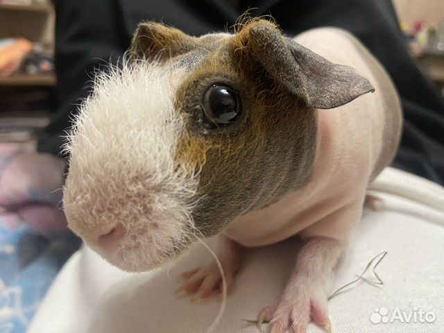 Морская свинка скинни вместе с клеткой