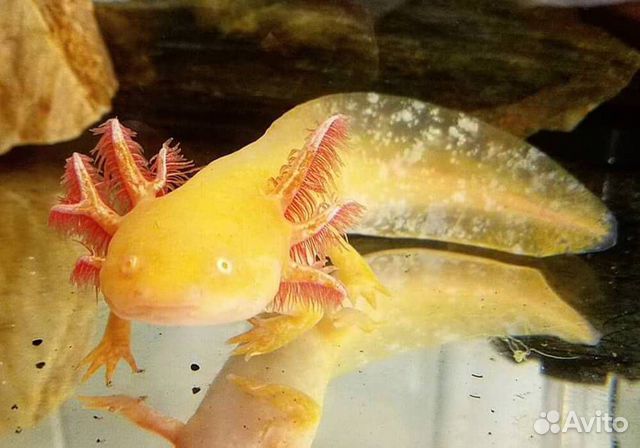 Аксолотли,лягушки,тритоны