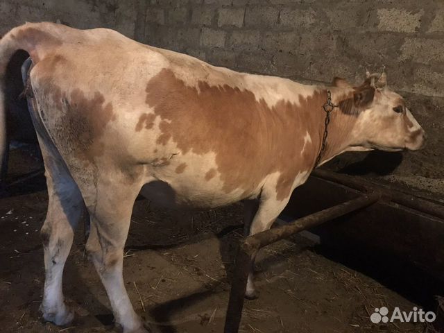 Корова с теленком