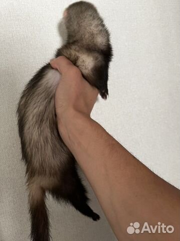 Хорек