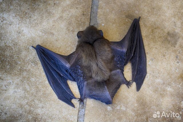 Летучая мышь