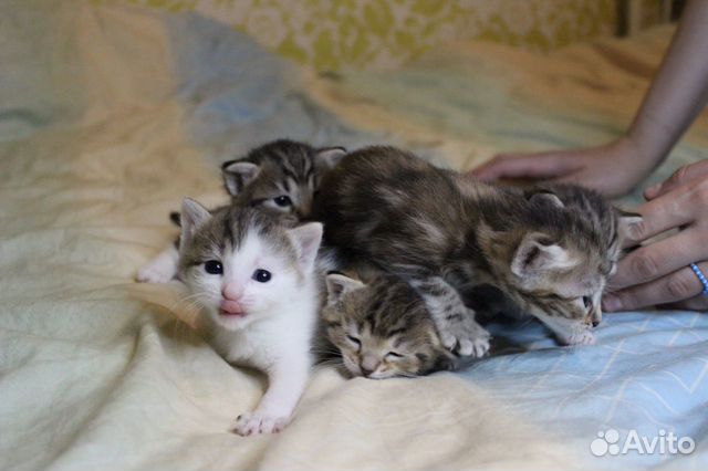 Котята в добрые руки