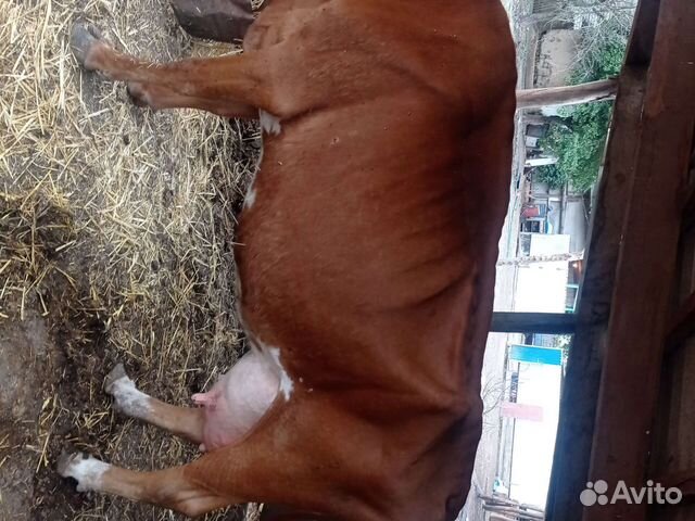 Корова высокоудойная с бычком