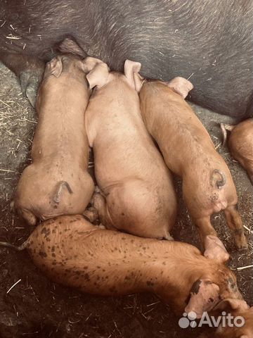 Поросята дюрок пьетрен