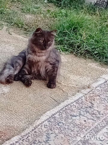 Кошка в дар